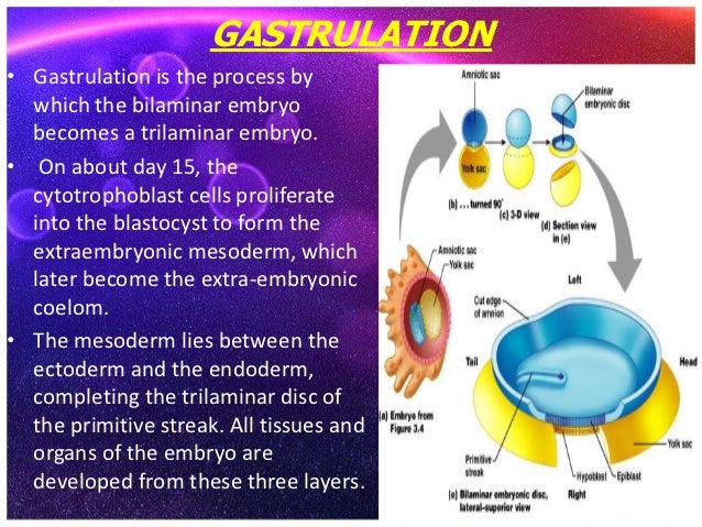 What Is The Purpose Of Gastrulation In Embryonic Development ...