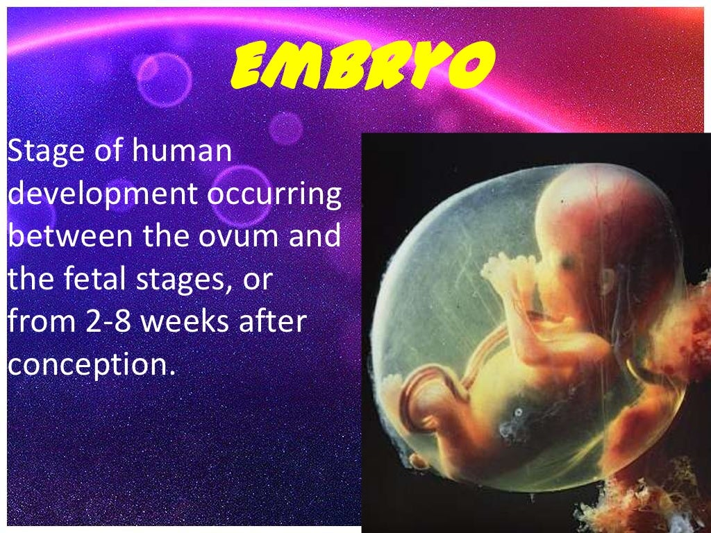 Embryology