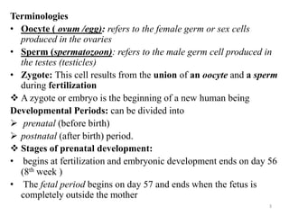 Embryology | PPT
