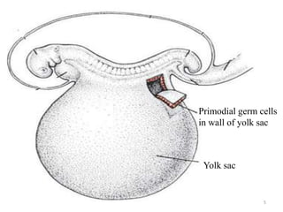 Embryology | PPTX