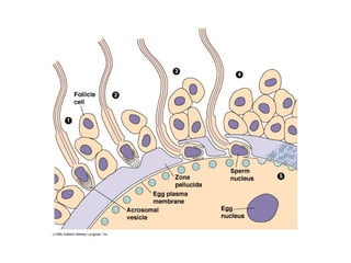 Embryology | PPT