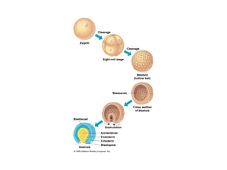 Embryology | PPT