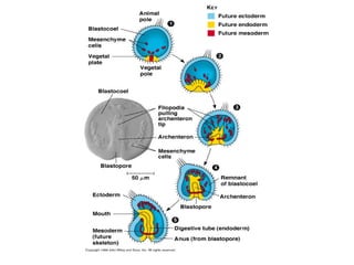 Embryology | PPT