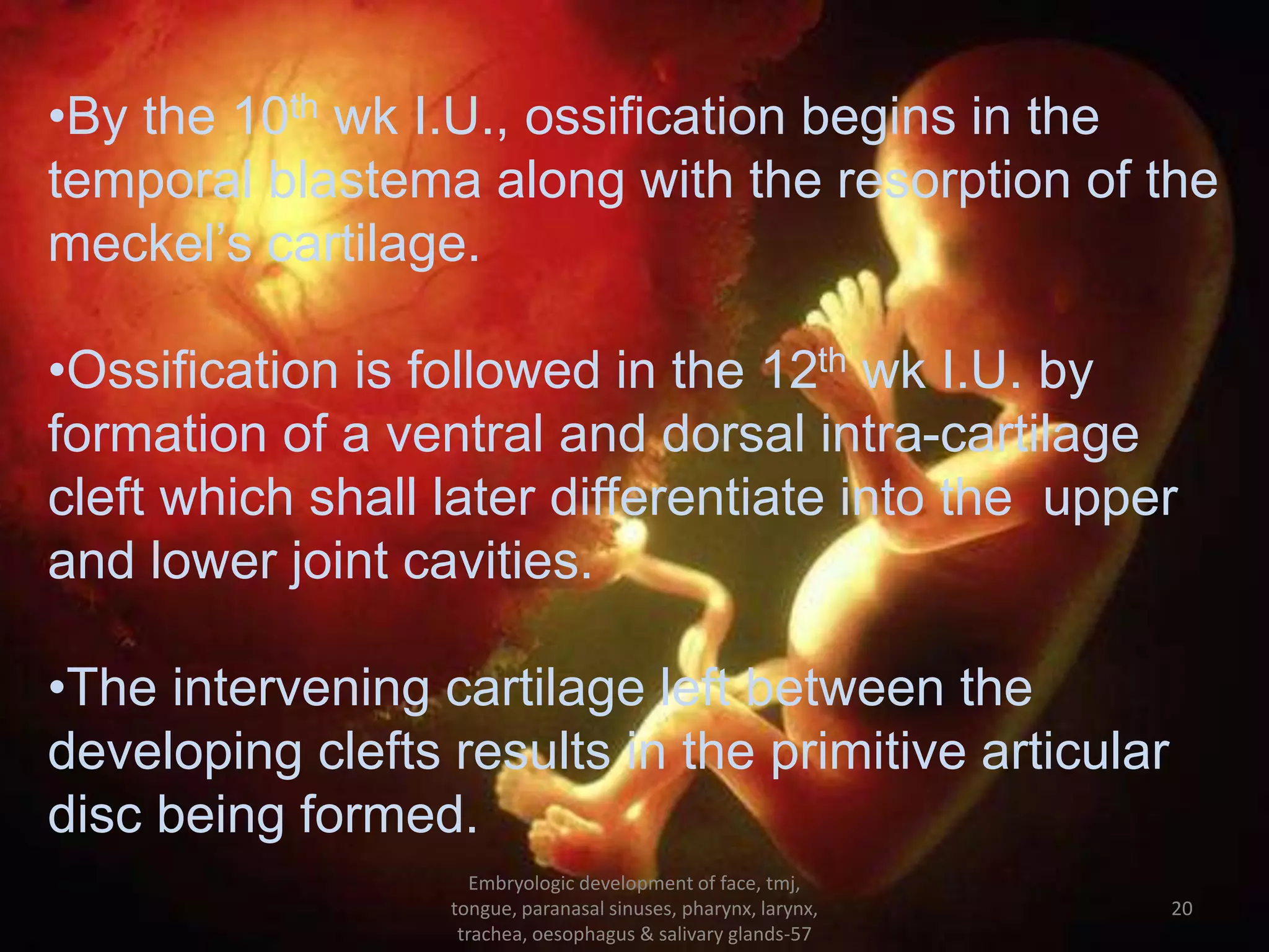 Embryology of face, tmj, tongue, paranasal sinuses, pharynx, larynx ...