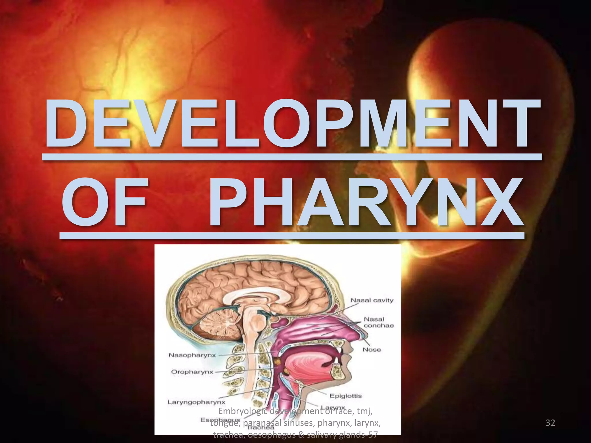 Embryology of face, tmj, tongue, paranasal sinuses, pharynx, larynx ...