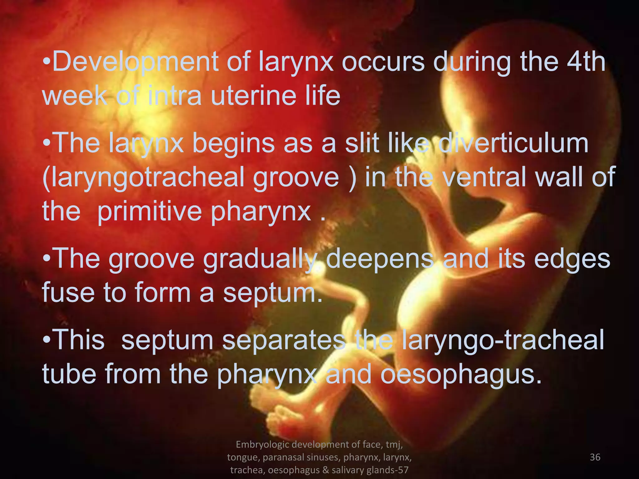 Embryology of face, tmj, tongue, paranasal sinuses, pharynx, larynx ...