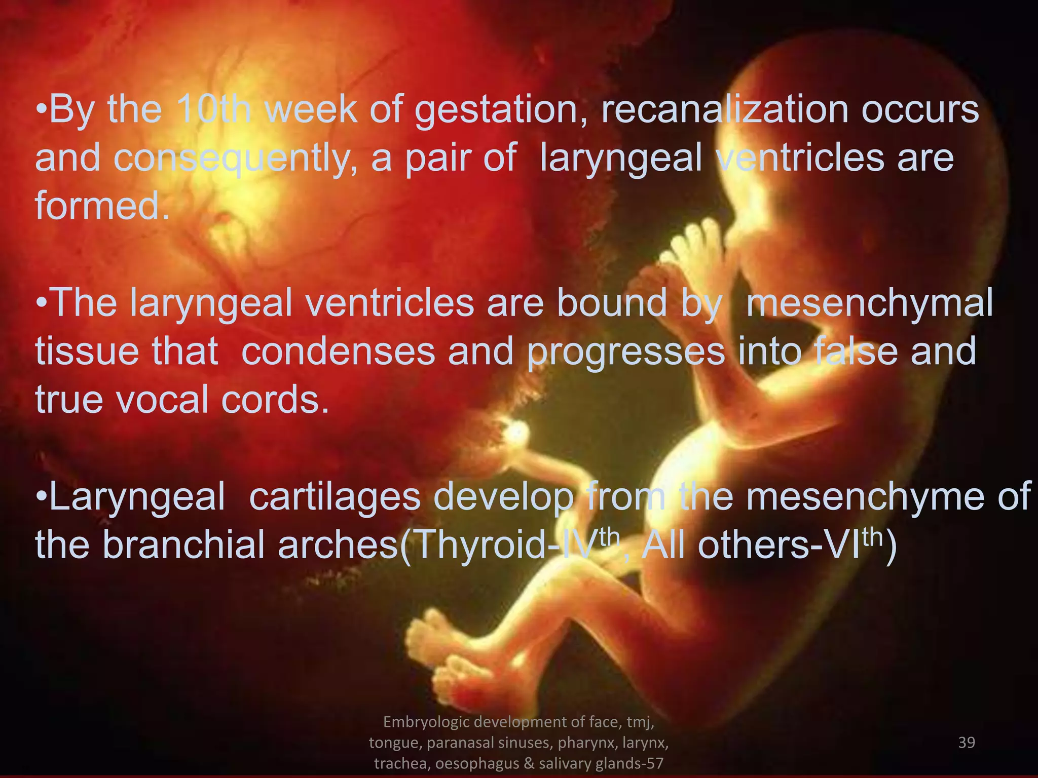 Embryology of face, tmj, tongue, paranasal sinuses, pharynx, larynx ...