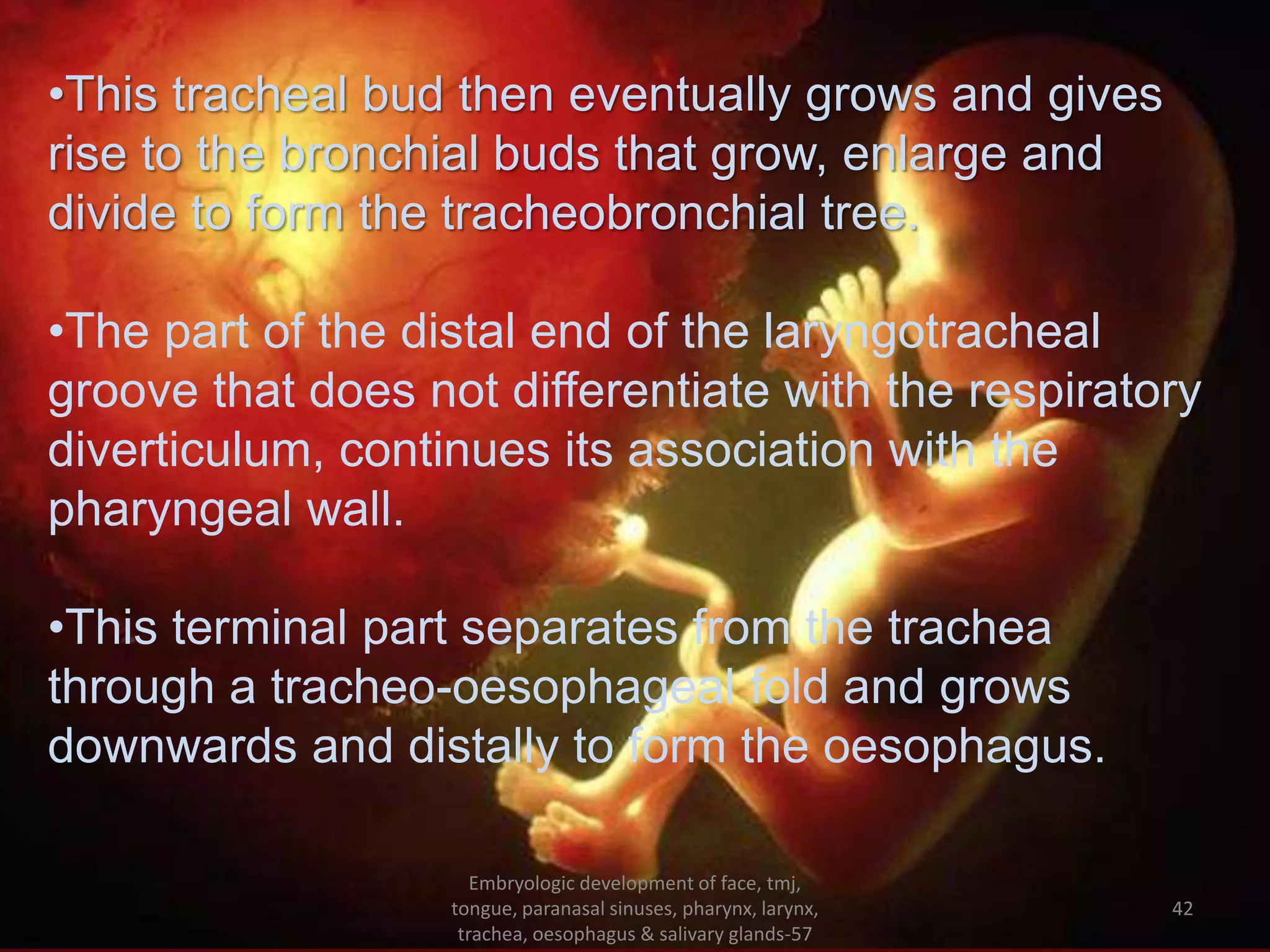 Embryology of face, tmj, tongue, paranasal sinuses, pharynx, larynx ...