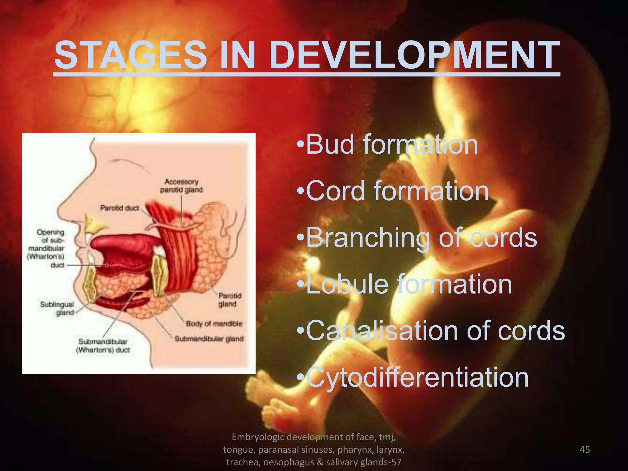 Embryology of face, tmj, tongue, paranasal sinuses, pharynx, larynx ...