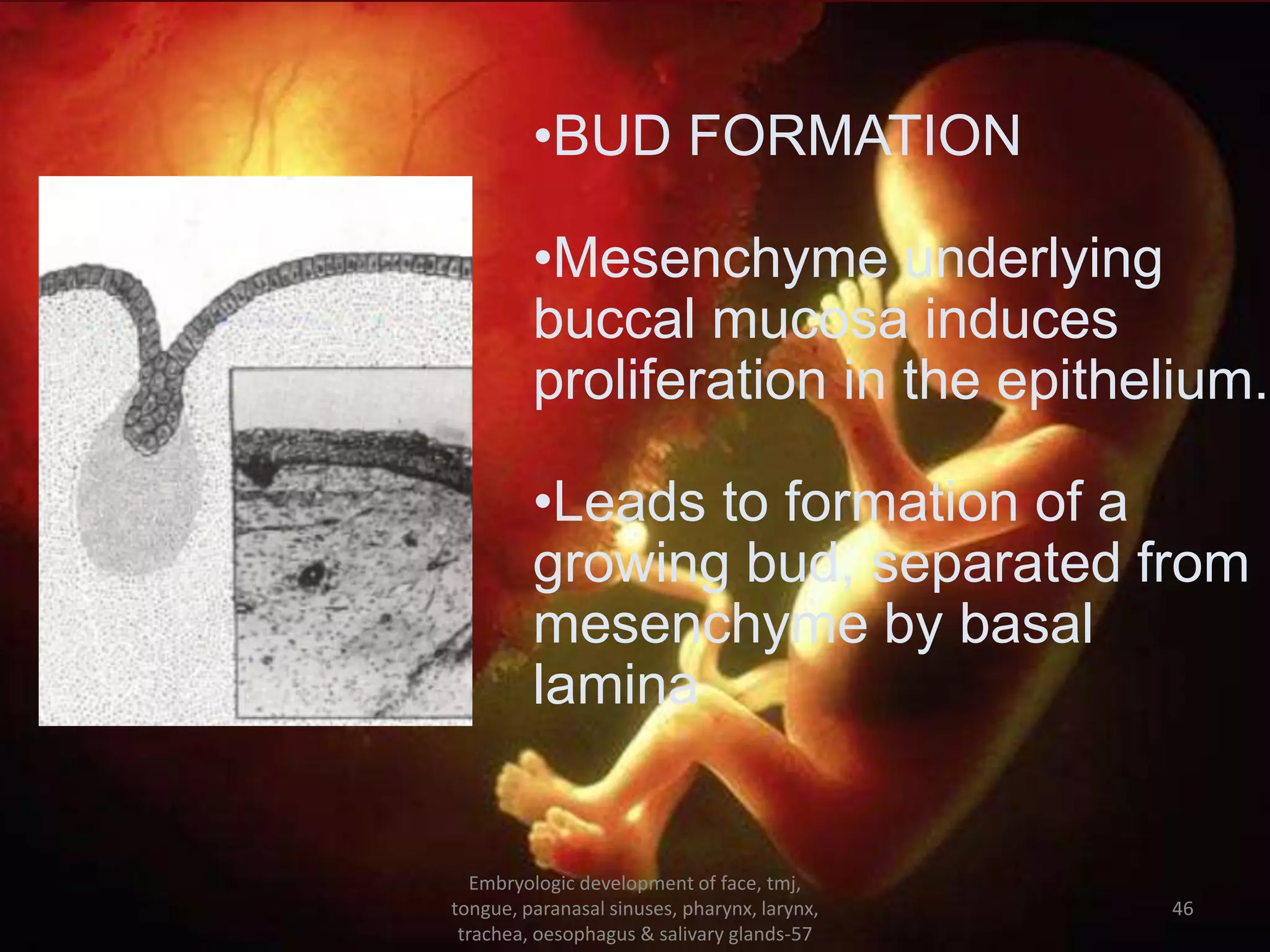 Embryology of face, tmj, tongue, paranasal sinuses, pharynx, larynx ...