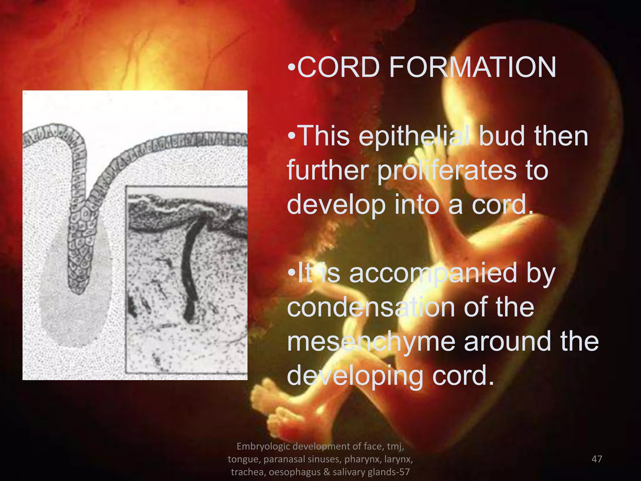 Embryology of face, tmj, tongue, paranasal sinuses, pharynx, larynx ...