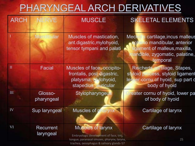 Embryology of face, tmj, tongue, paranasal sinuses, pharynx, larynx ...