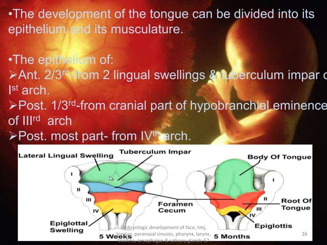 Embryology of face, tmj, tongue, paranasal sinuses, pharynx, larynx ...