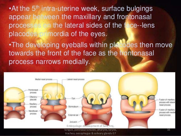 Embryology of face, tmj, tongue, paranasal sinuses, pharynx, larynx,