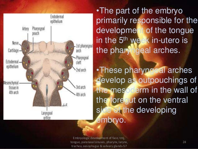 Embryology of face, tmj, tongue, paranasal sinuses, pharynx, larynx,