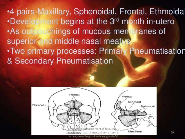 Embryology of face, tmj, tongue, paranasal sinuses, pharynx, larynx,