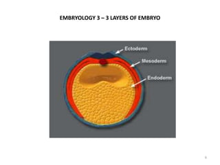 Embryology Basics | PPT