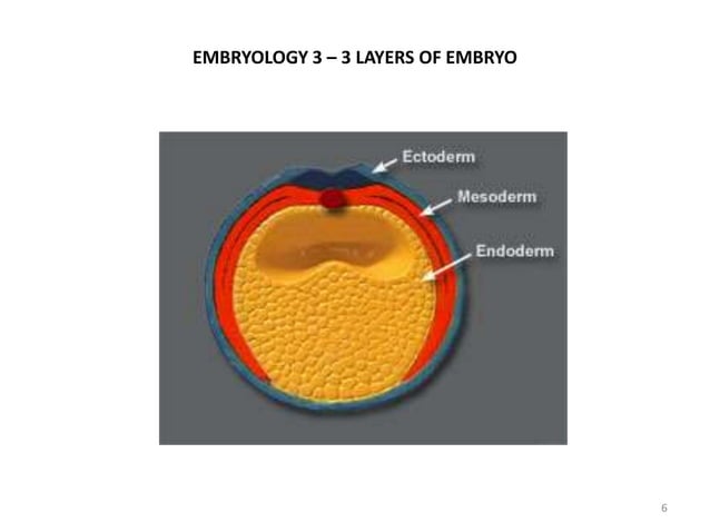 Embryology Basics | PPT