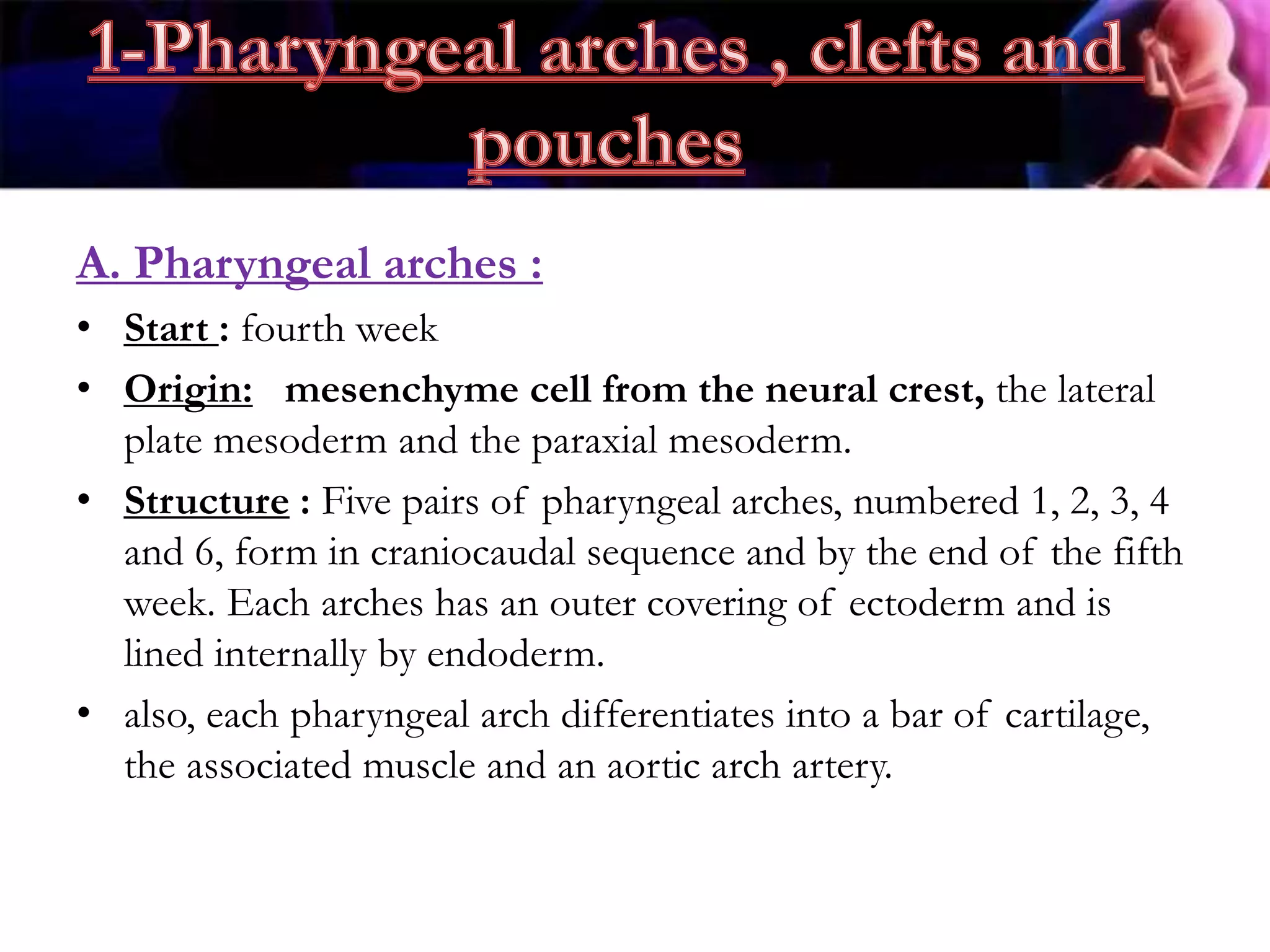 Embryology | PPTX