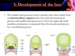 Embryology | PPT