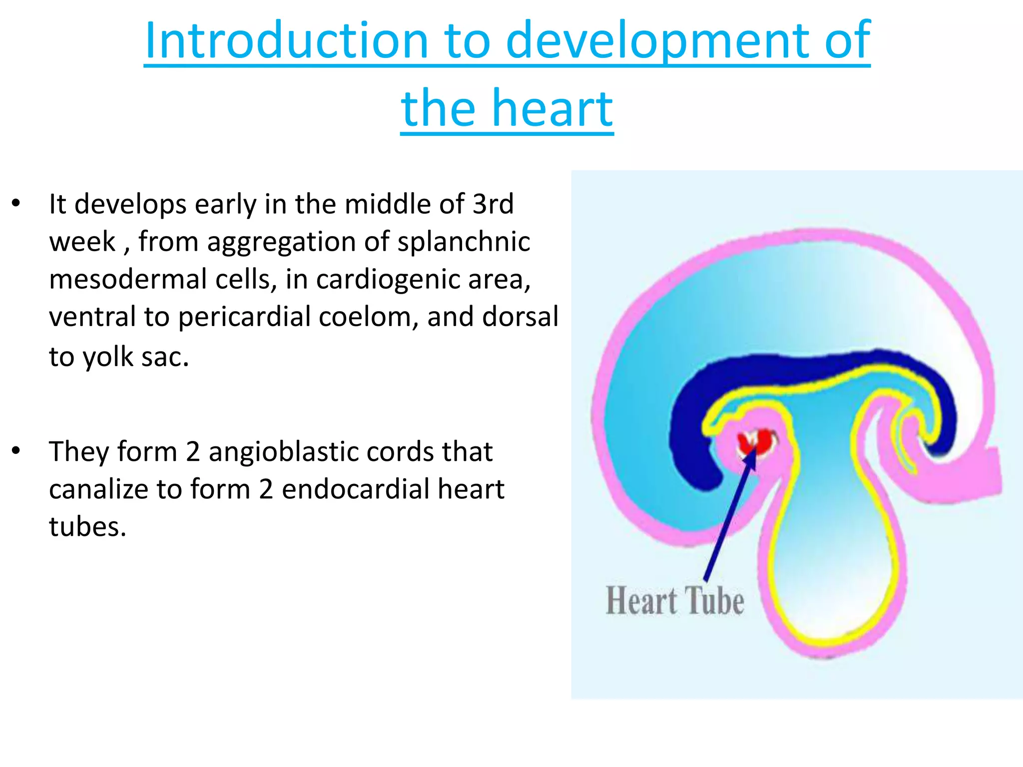 Embryology of heart | PPTX