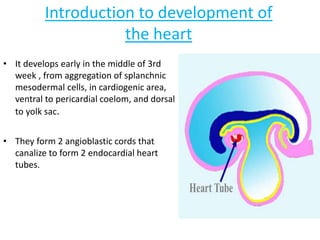 Embryology of heart | PPTX