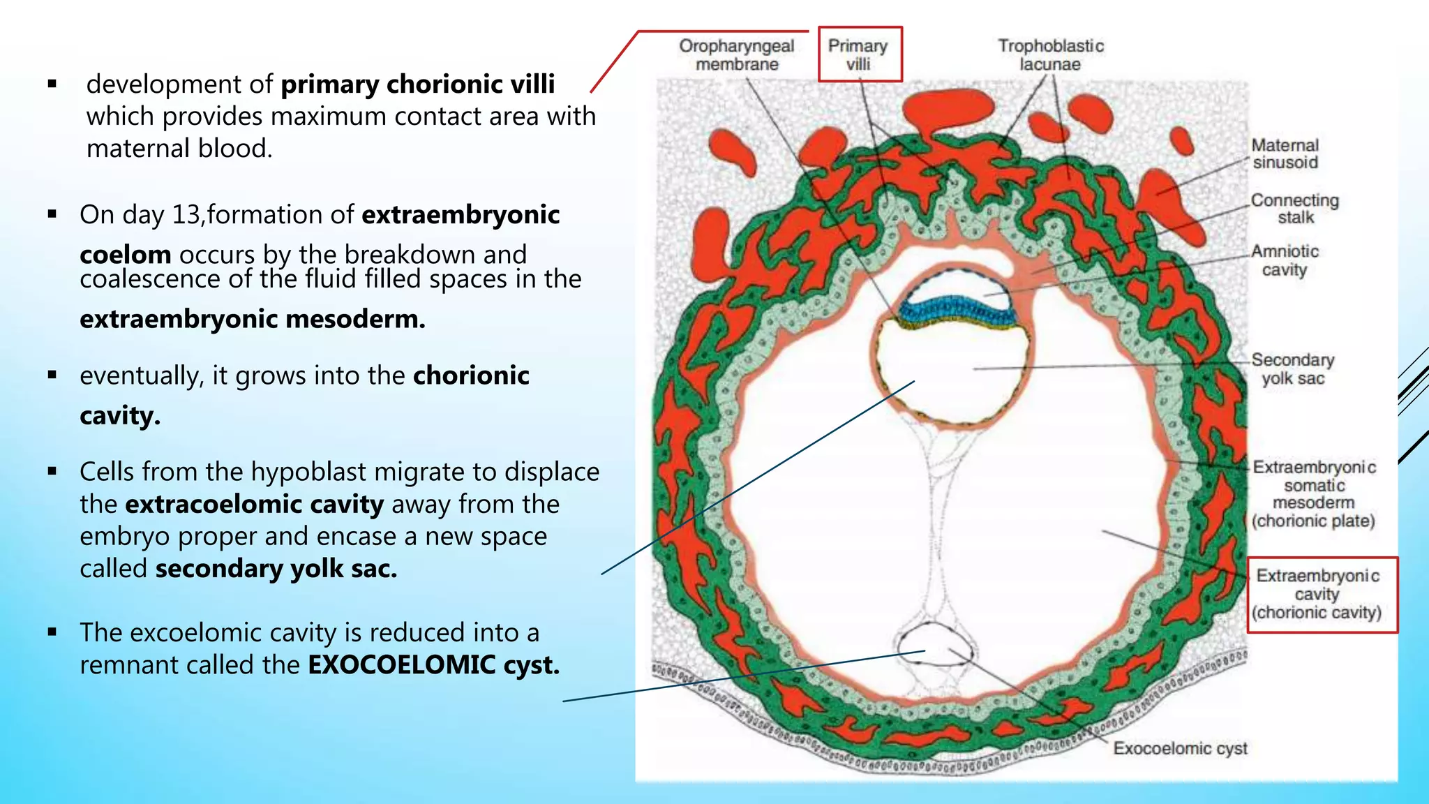 Embryology of head & neck | PPTX
