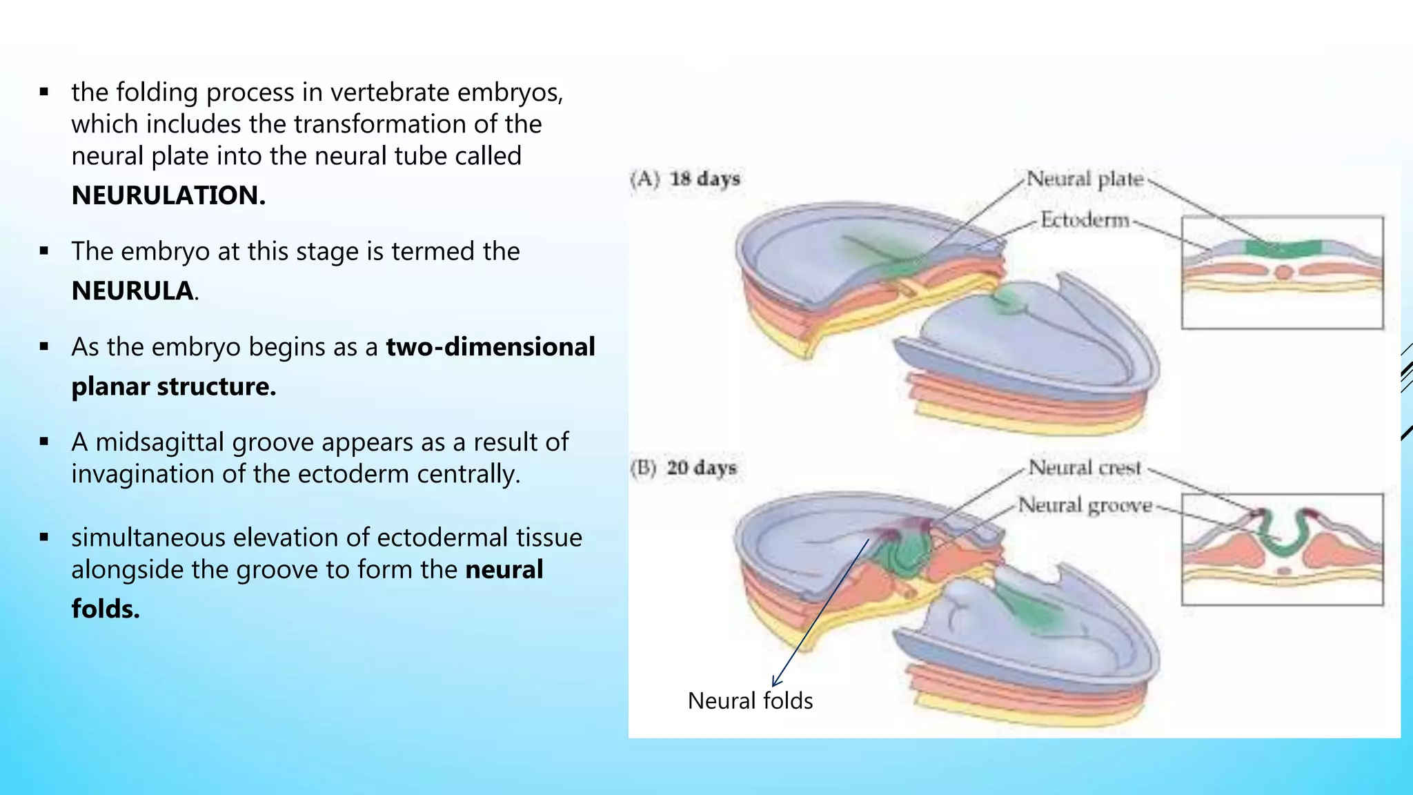 Embryology of head & neck | PPTX