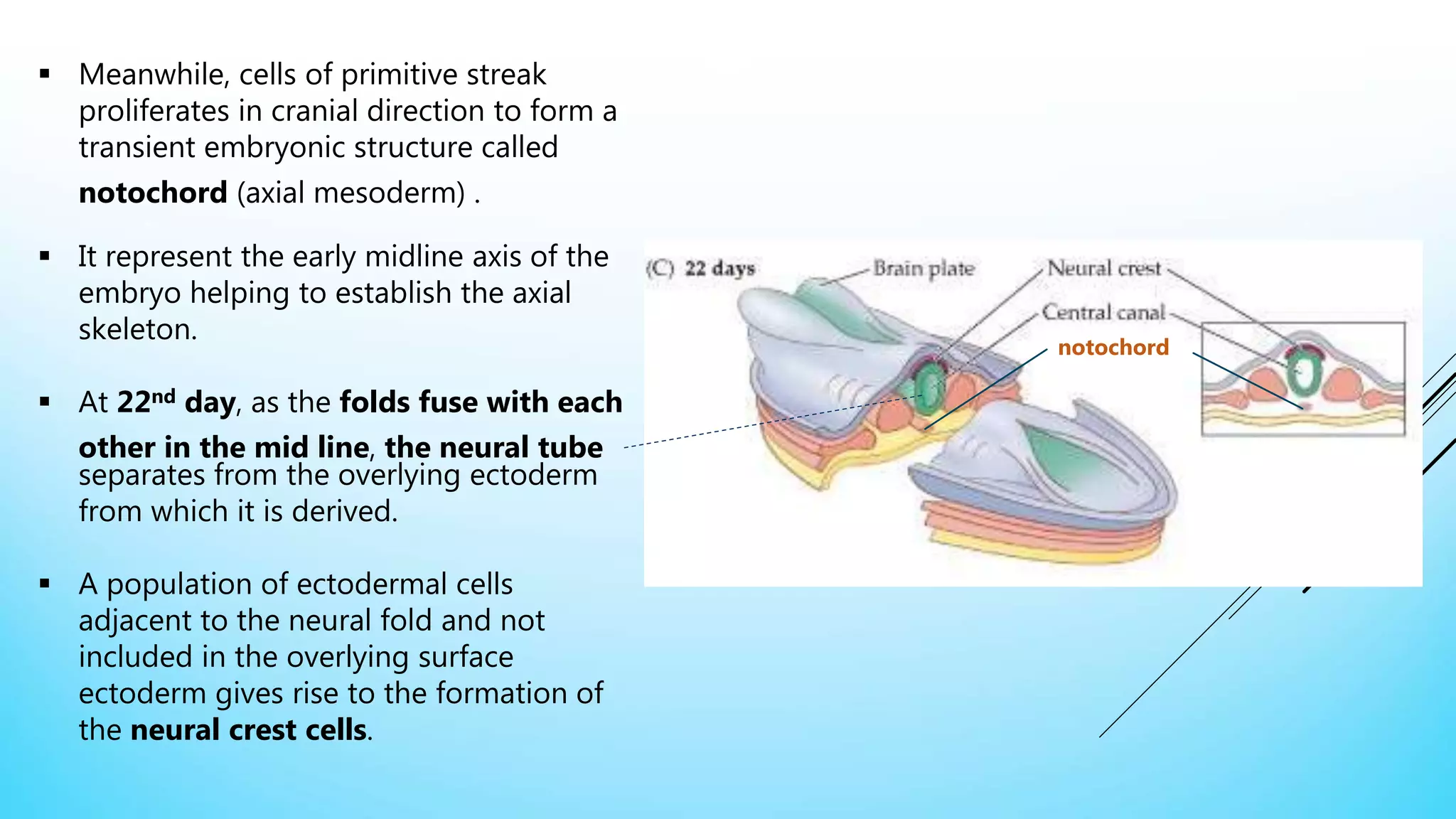 Embryology of head & neck | PPTX