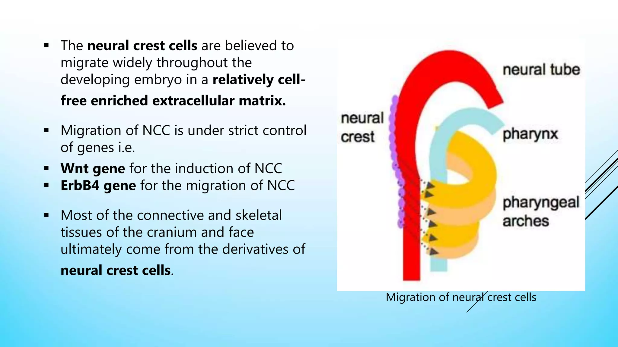 Embryology of head & neck | PPTX