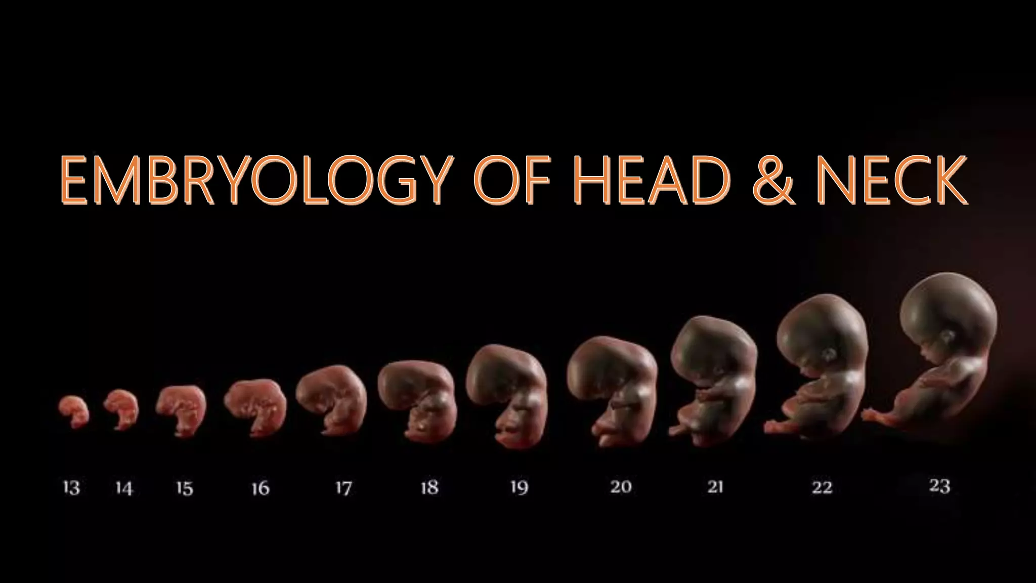Embryology of head & neck | PPTX