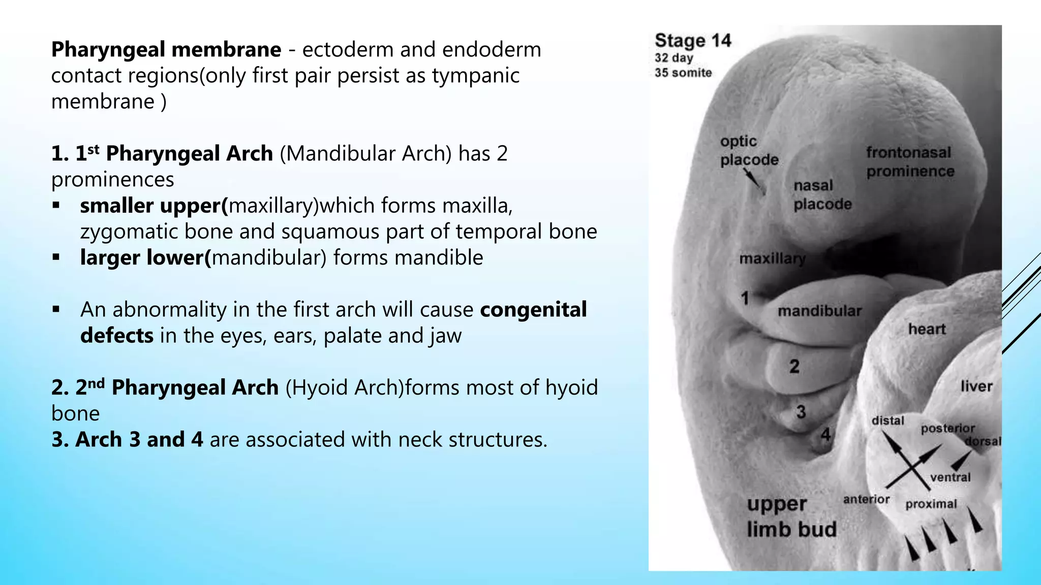 Embryology of head & neck | PPTX