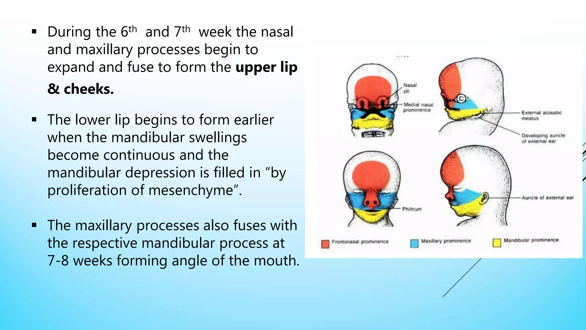 Embryology of head & neck | PPTX