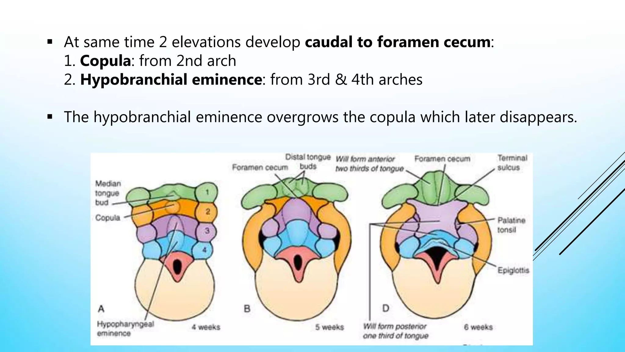 Embryology of head & neck | PPTX