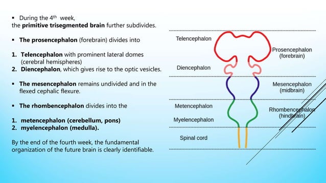 Embryology of head & neck | PPTX