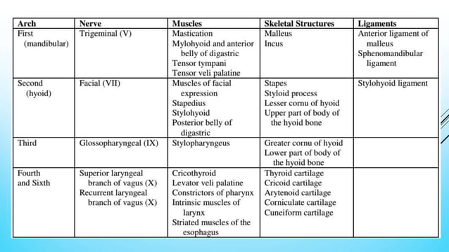 Embryology of head & neck | PPTX