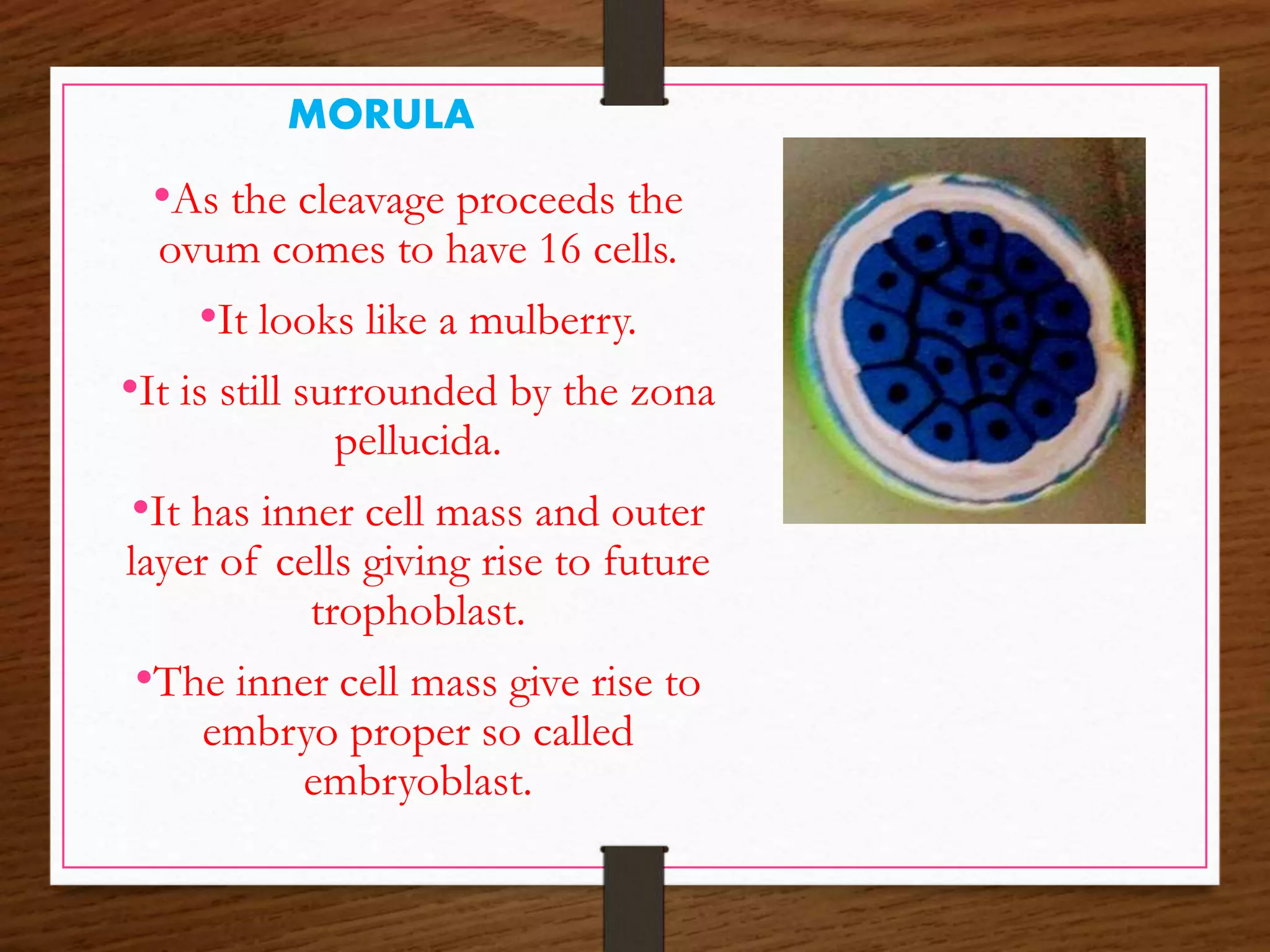 Embryology 1st year mbbs | PPTX