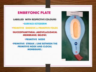 Embryology 1st year mbbs | PPTX