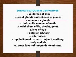 Embryology 1st year mbbs | PPTX