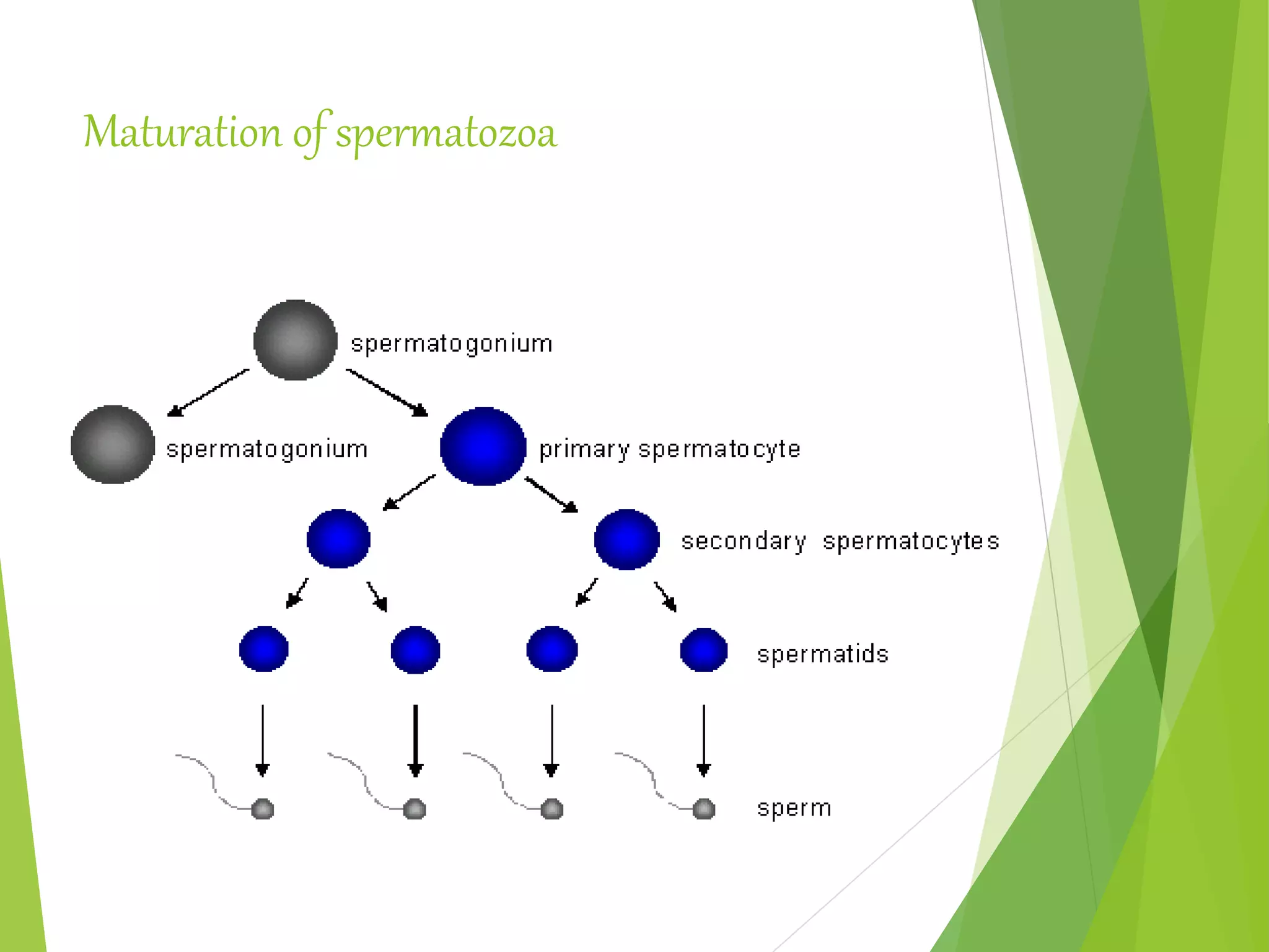 Embryology | PPTX