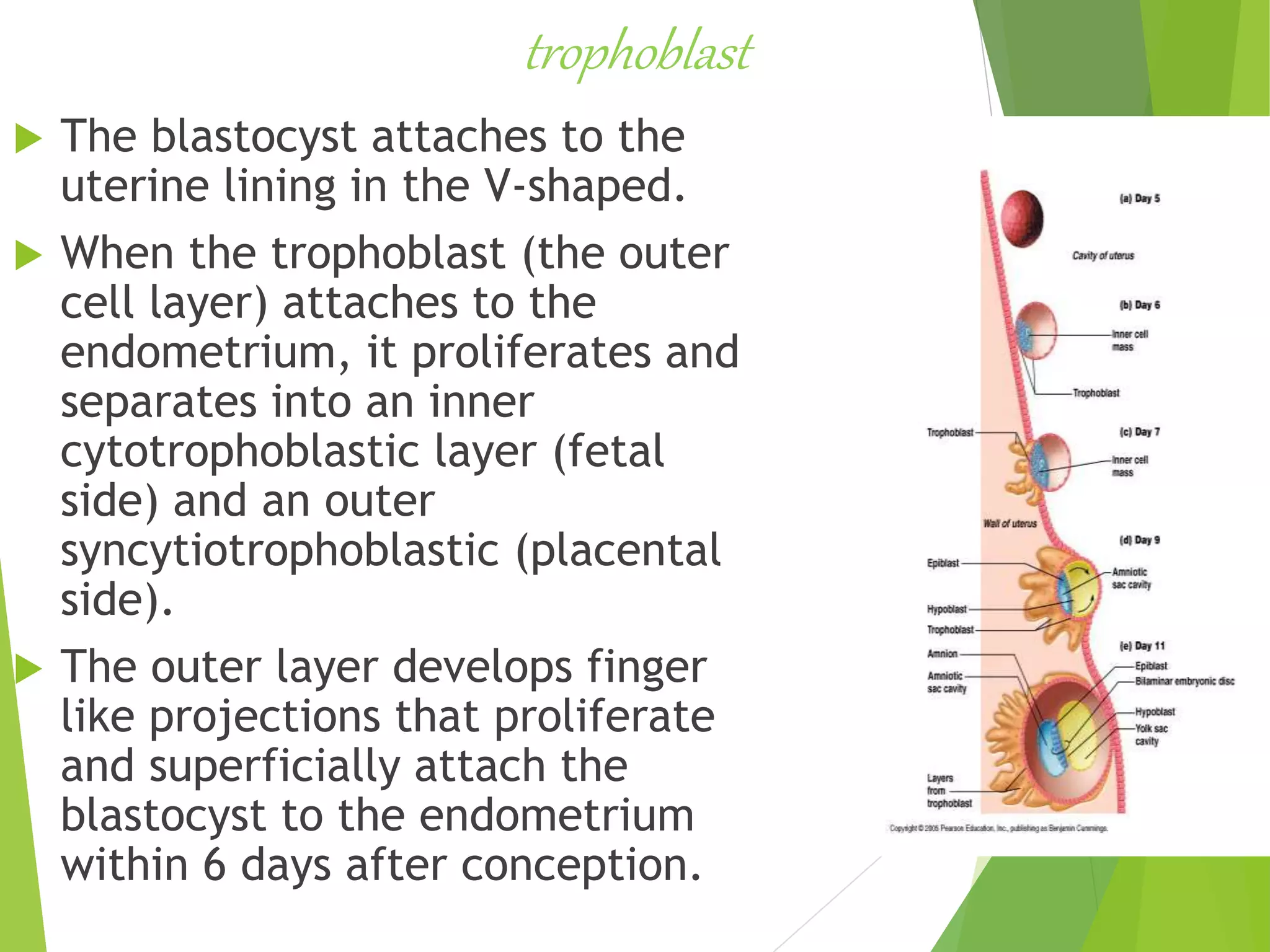 Embryology | PPTX