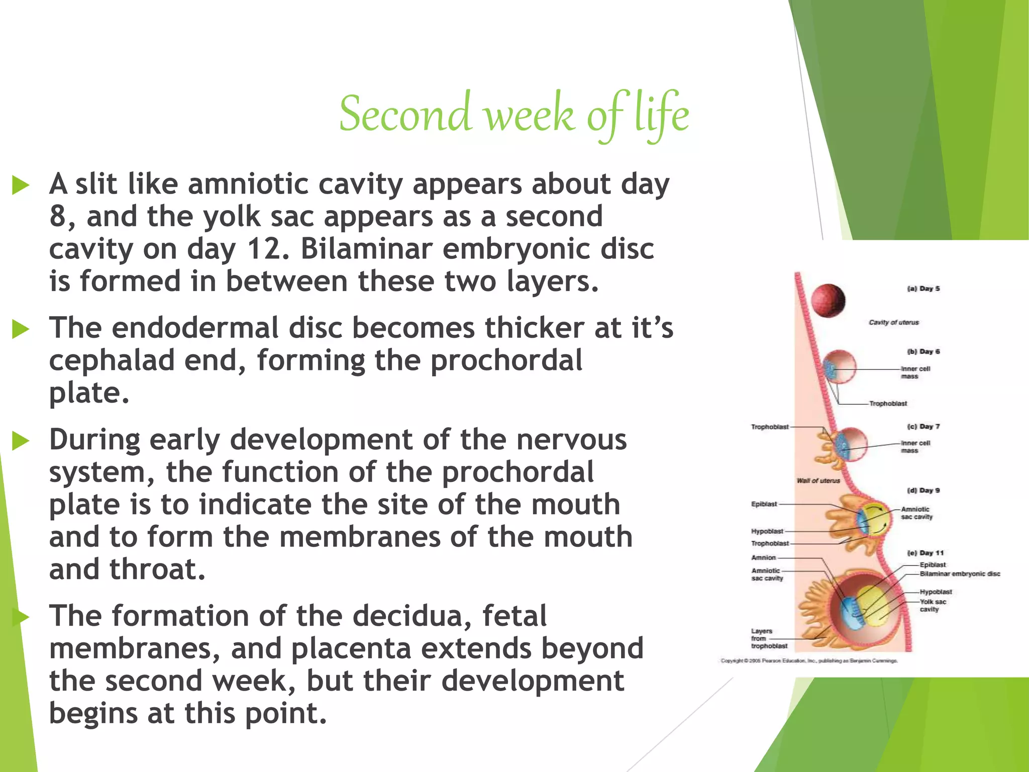 Embryology | PPTX