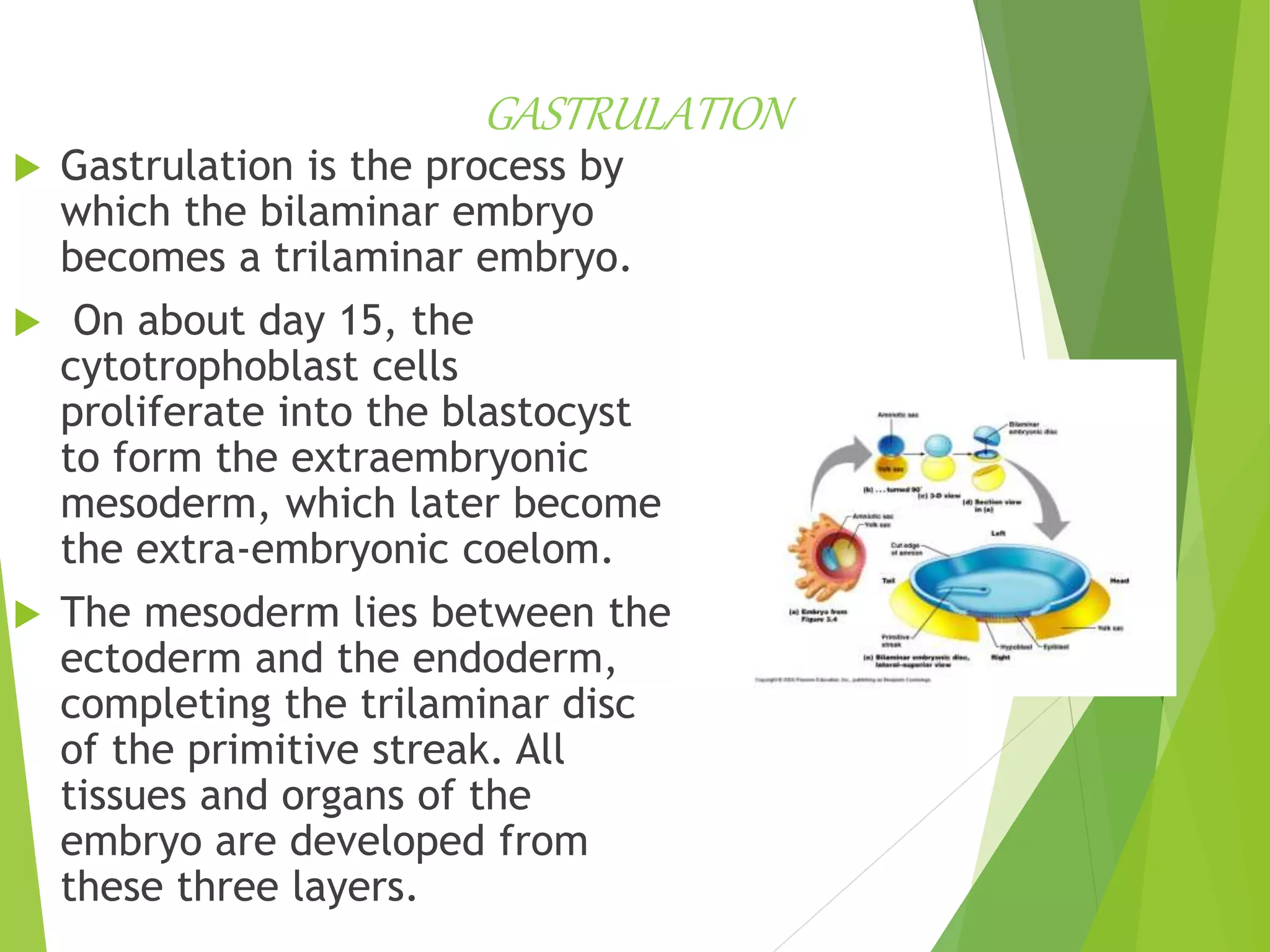 Embryology | PPTX