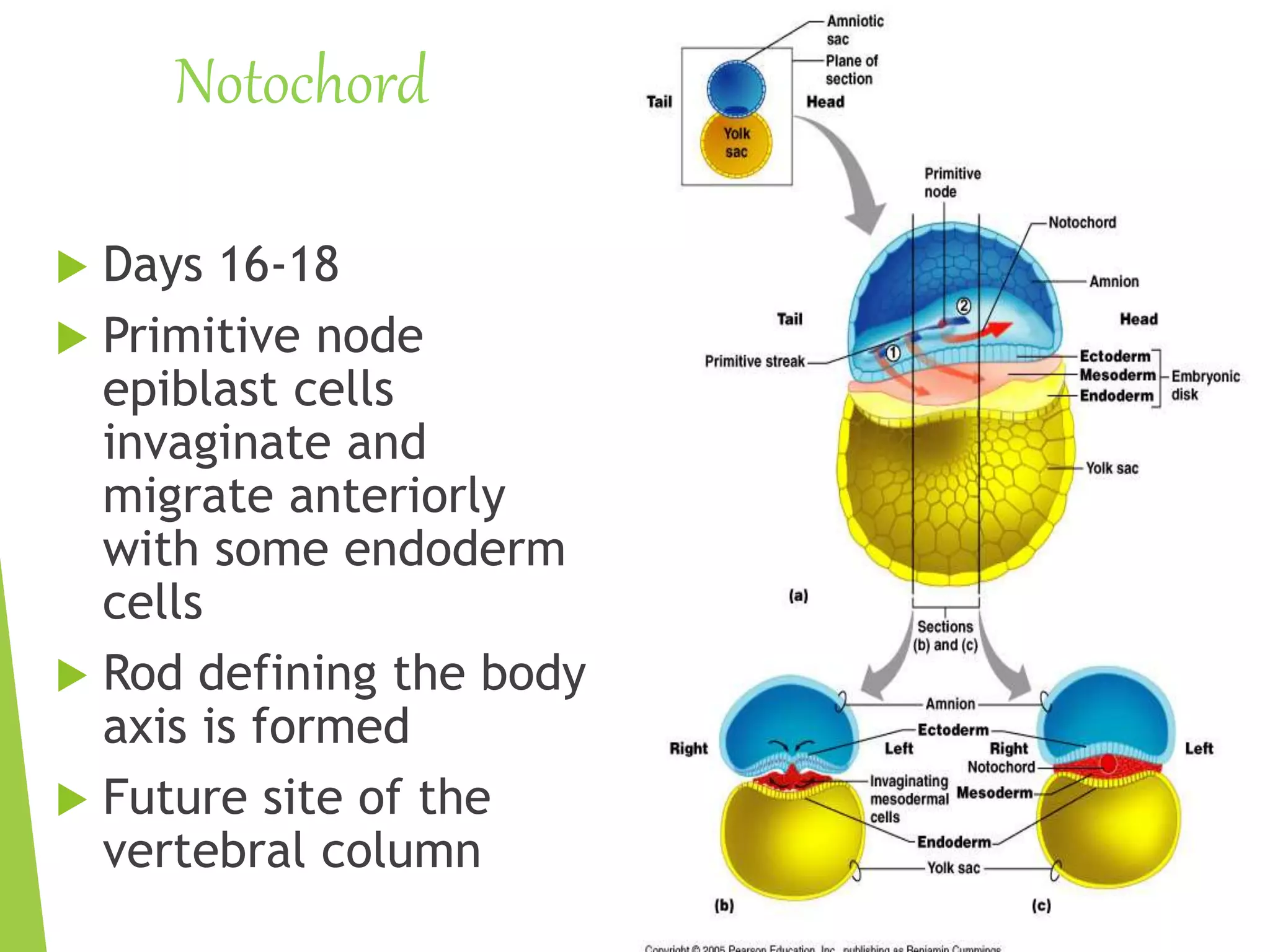 Embryology | PPTX