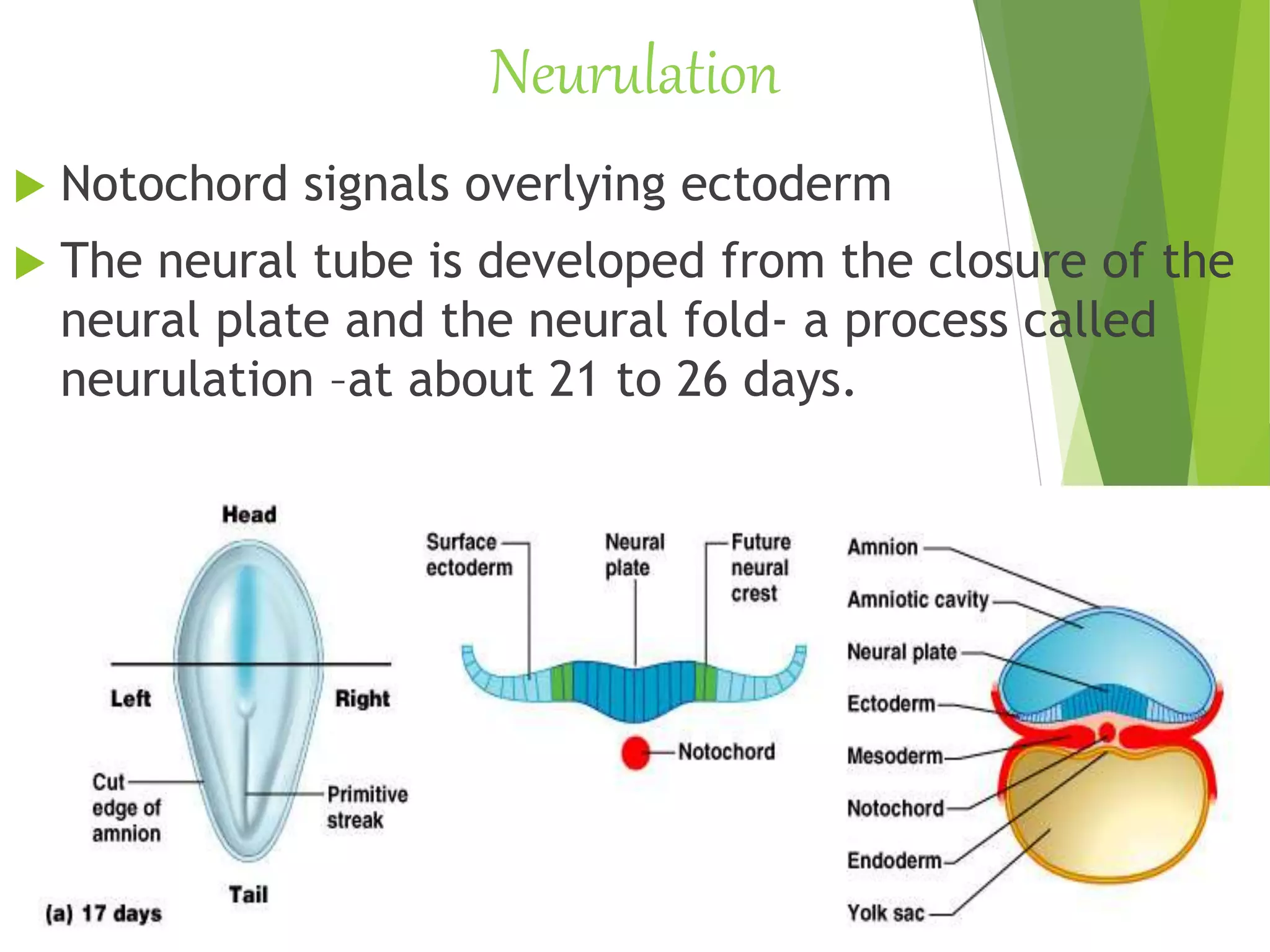 Embryology | PPTX