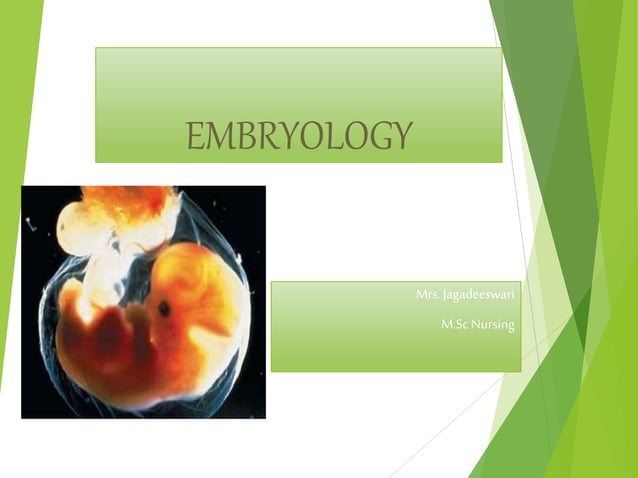 Embryology | PPTX | Pregnancy | Reproductive Health