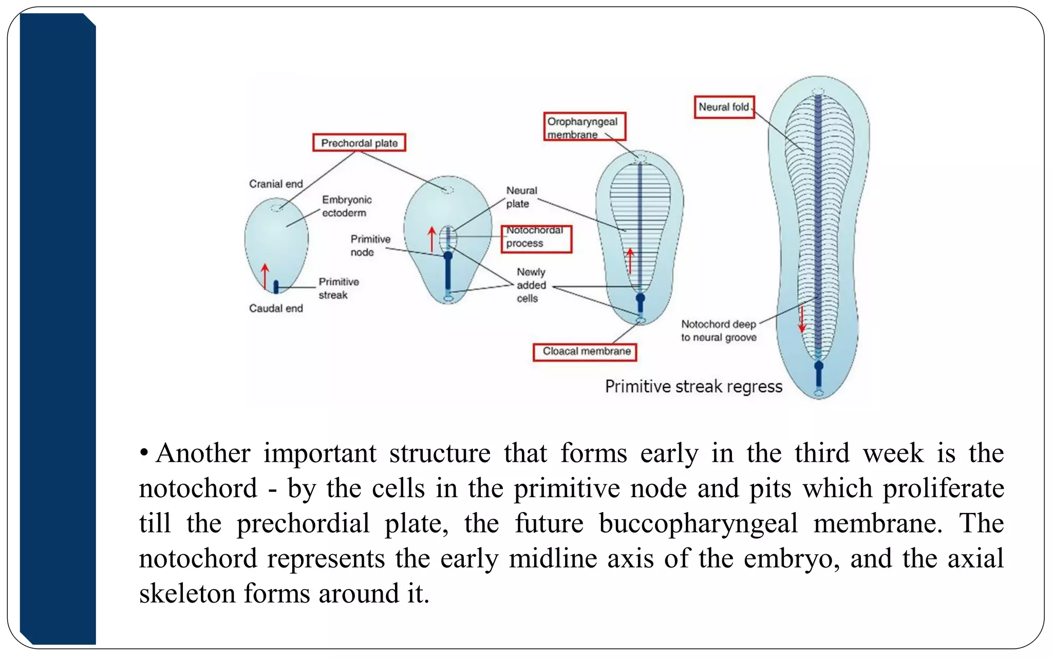 Embryology In Orthodontics | PDF