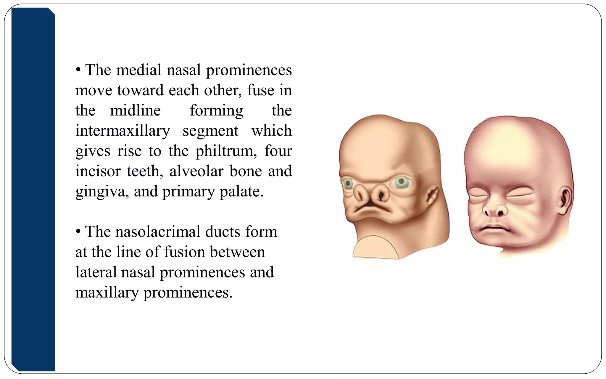 Embryology In Orthodontics | PDF