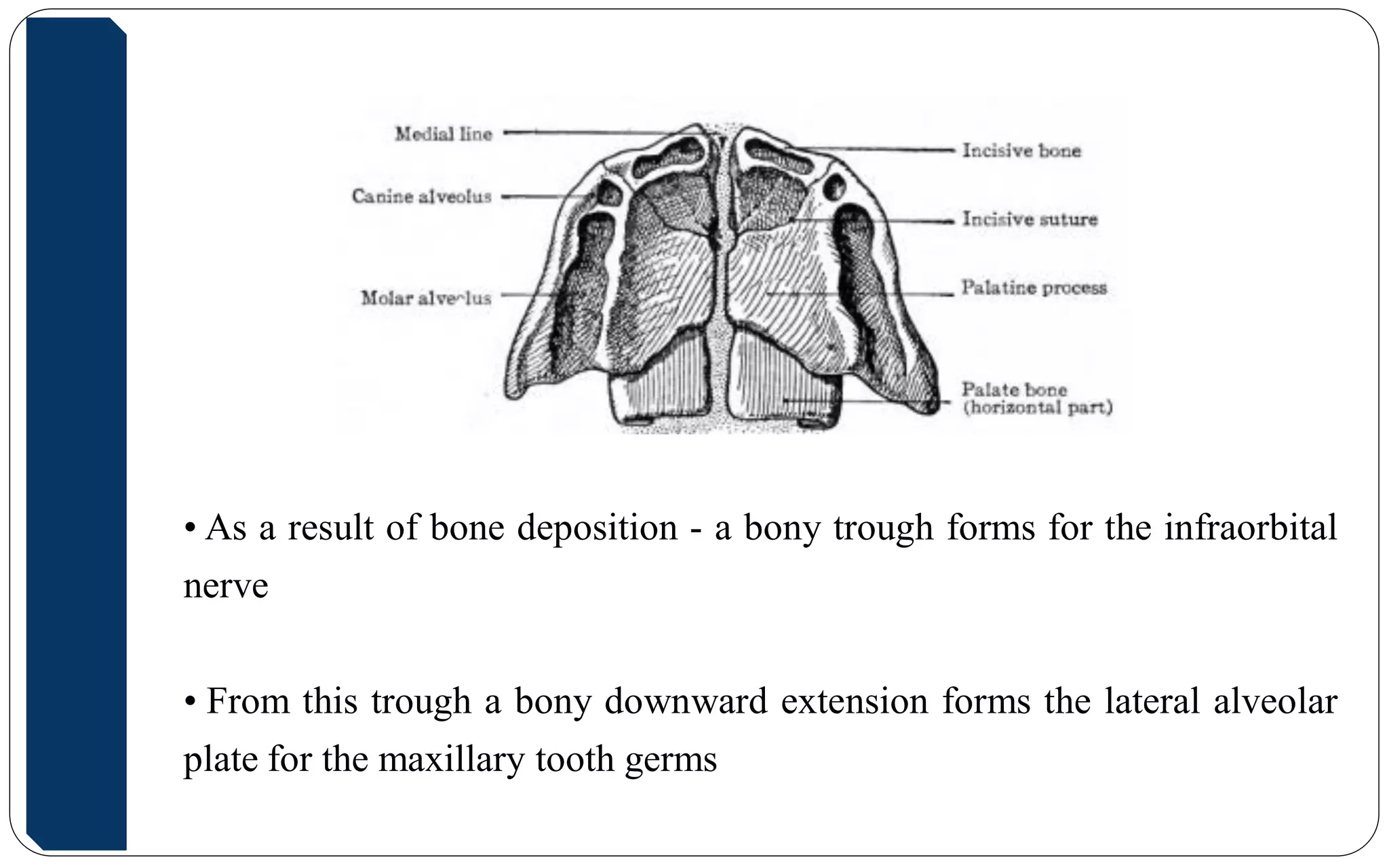 Embryology In Orthodontics | PDF