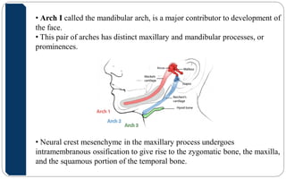 Embryology In Orthodontics | PDF